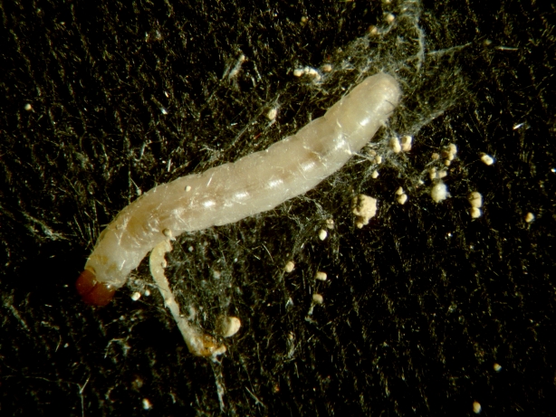 kleidermotten-de-Website